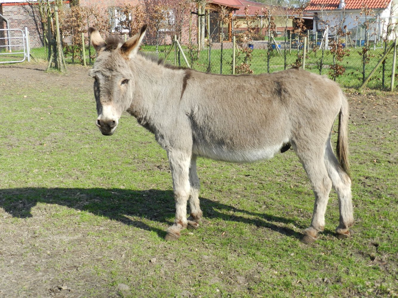 Esel - Assisihof GmbH - Ferien in Friedeburg / Ostfriesland