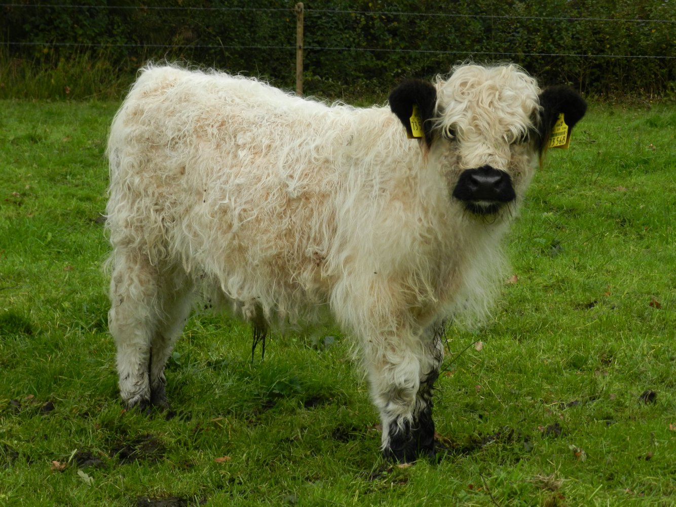 White Galloways - Assisihof GmbH - Ferien in Friedeburg / Ostfriesland